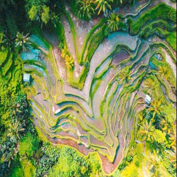 Bali Rice Fields: What You Need to Know | Bali Home Immo